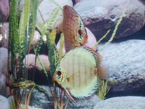 Discus Archieven | Siervissen Online Shop