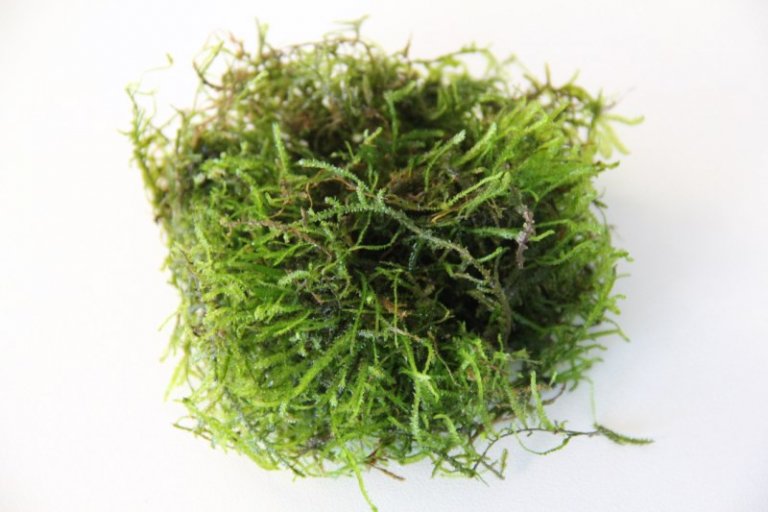 Mousse de Java à commander en ligne chez siervissen-onlineshop