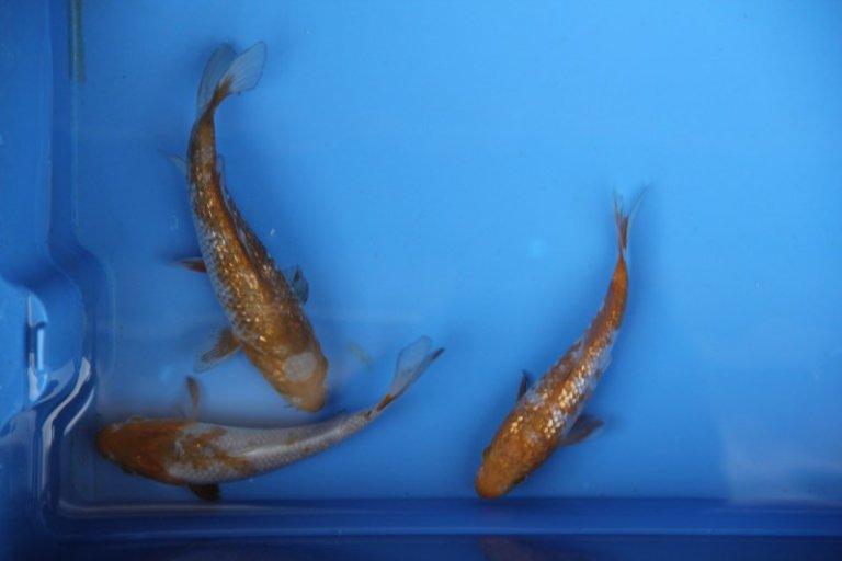 Ochiba koi du meilleure qualité chez Siervissen Online Shop