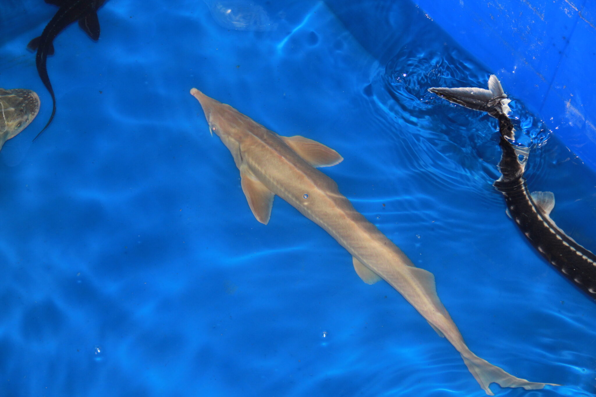 Steur wit albino online bestellen bij de Siervissen Onlineshop.