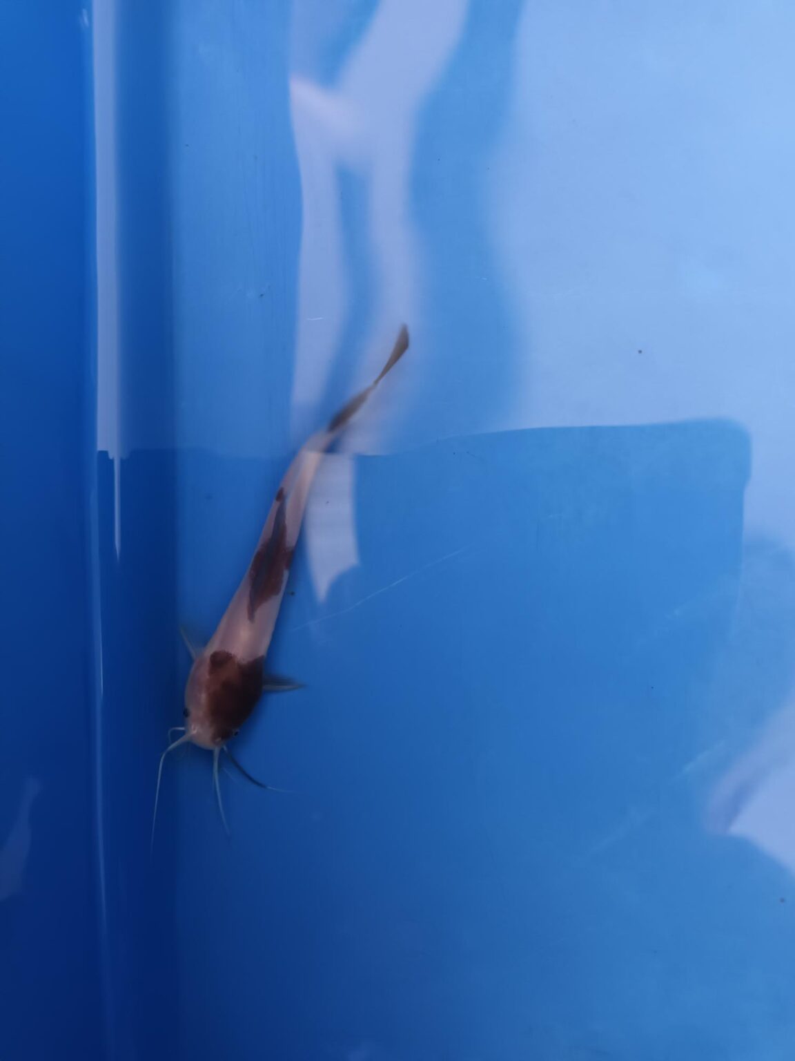 Clarias batrachus of wandelende katvis bestellen bij Siervissen Onlineshop